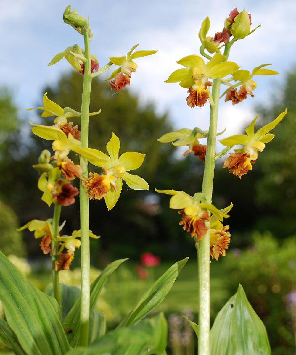 Calanthe tricarinata (Orchid)